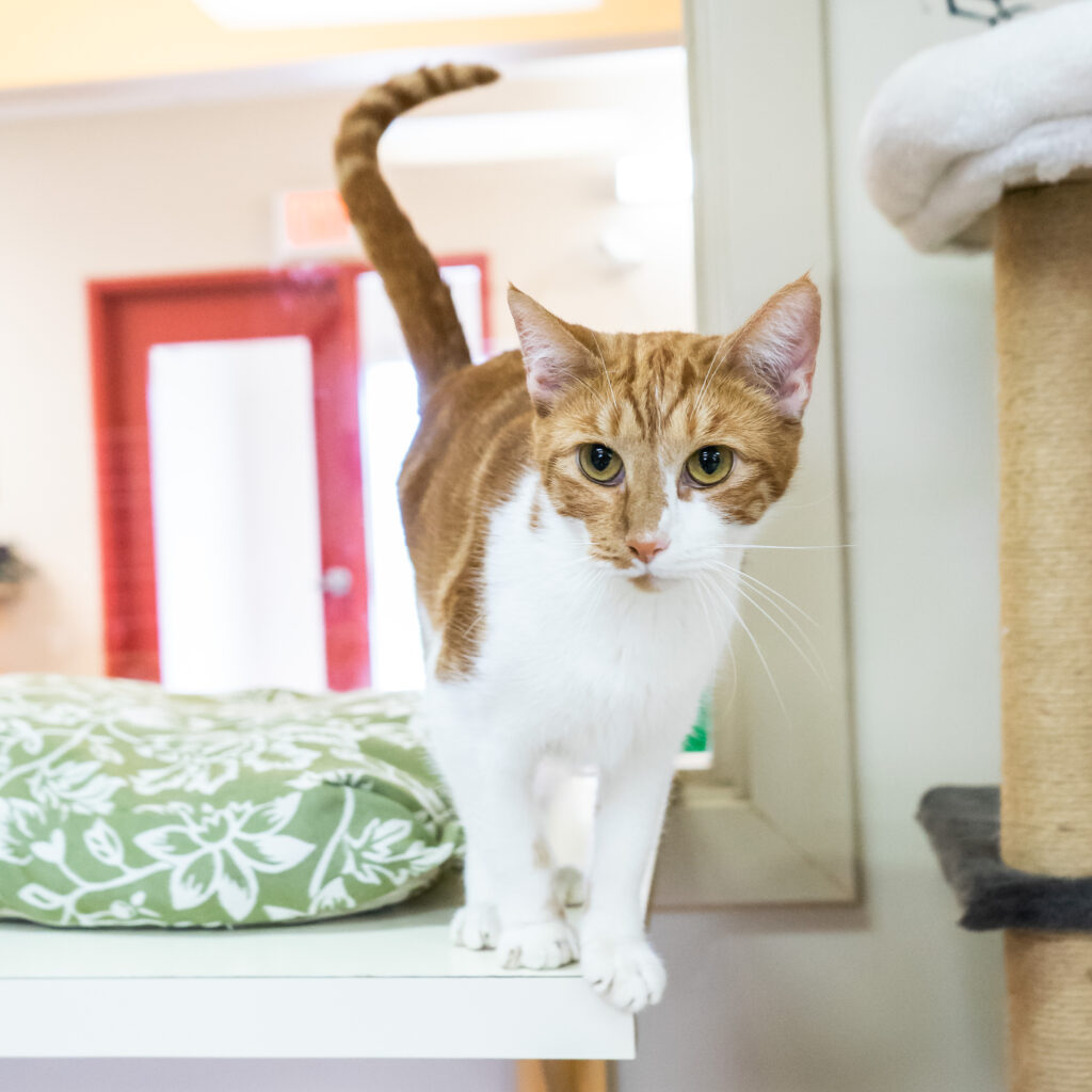 Current Animals Archive - Bide Awhile