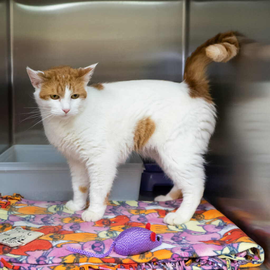 Current Animals Archive - Bide Awhile