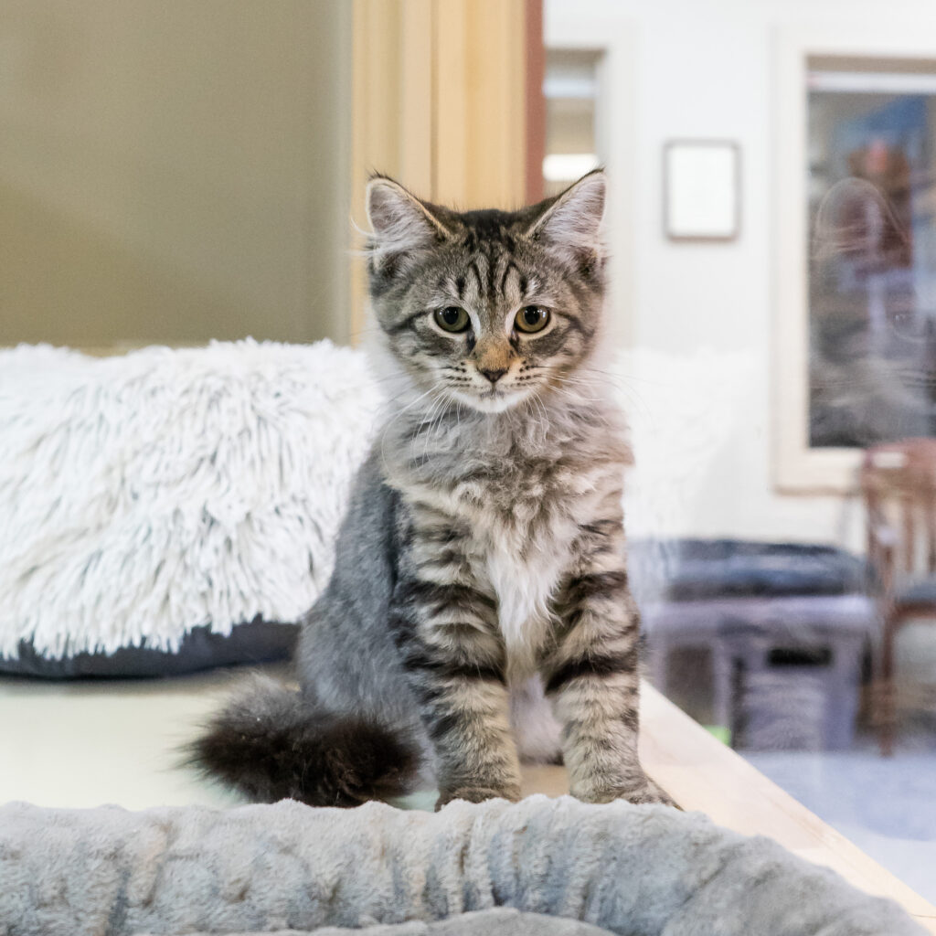 Current Animals Archive - Bide Awhile