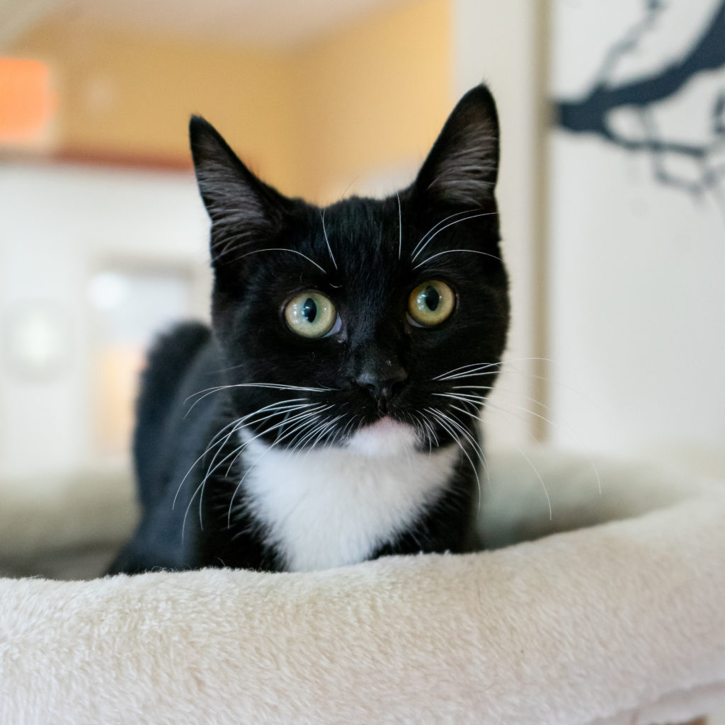 Current Animals Archive - Bide Awhile