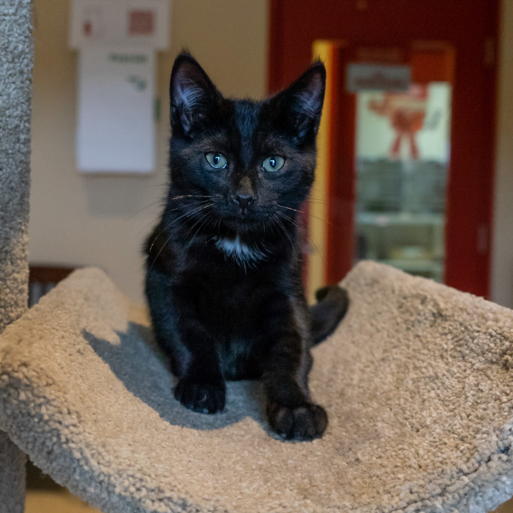 Current Animals Archive - Bide Awhile