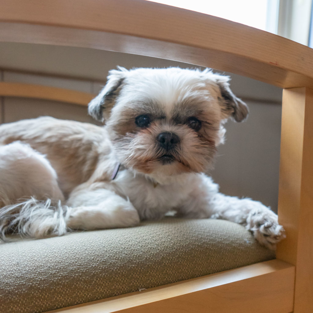 Current Animals Archive - Bide Awhile