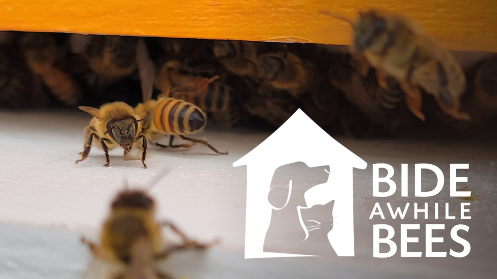 Bide Awhile Bees - Bide Awhile