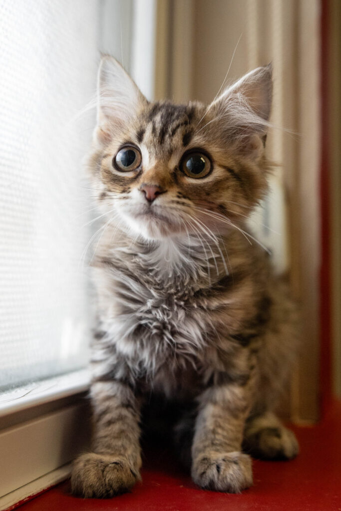 Current Animals Archive - Page 2 of 7 - Bide Awhile