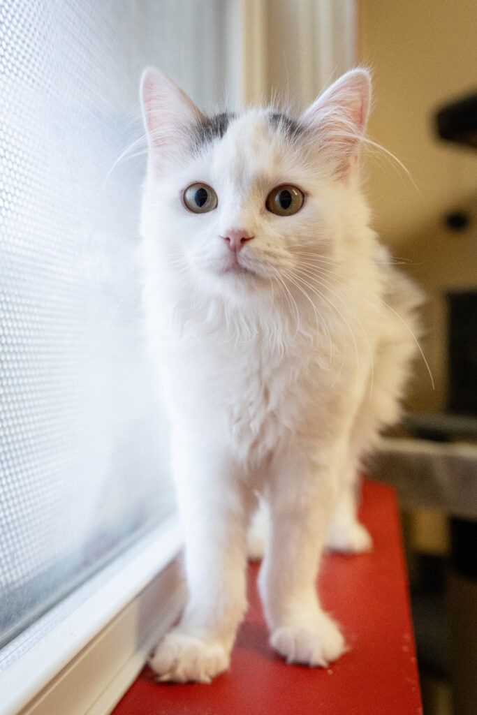 Current Animals Archive - Page 2 of 7 - Bide Awhile