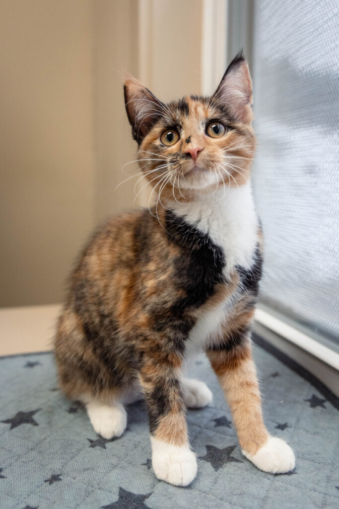 Current Animals Archive - Page 2 of 8 - Bide Awhile