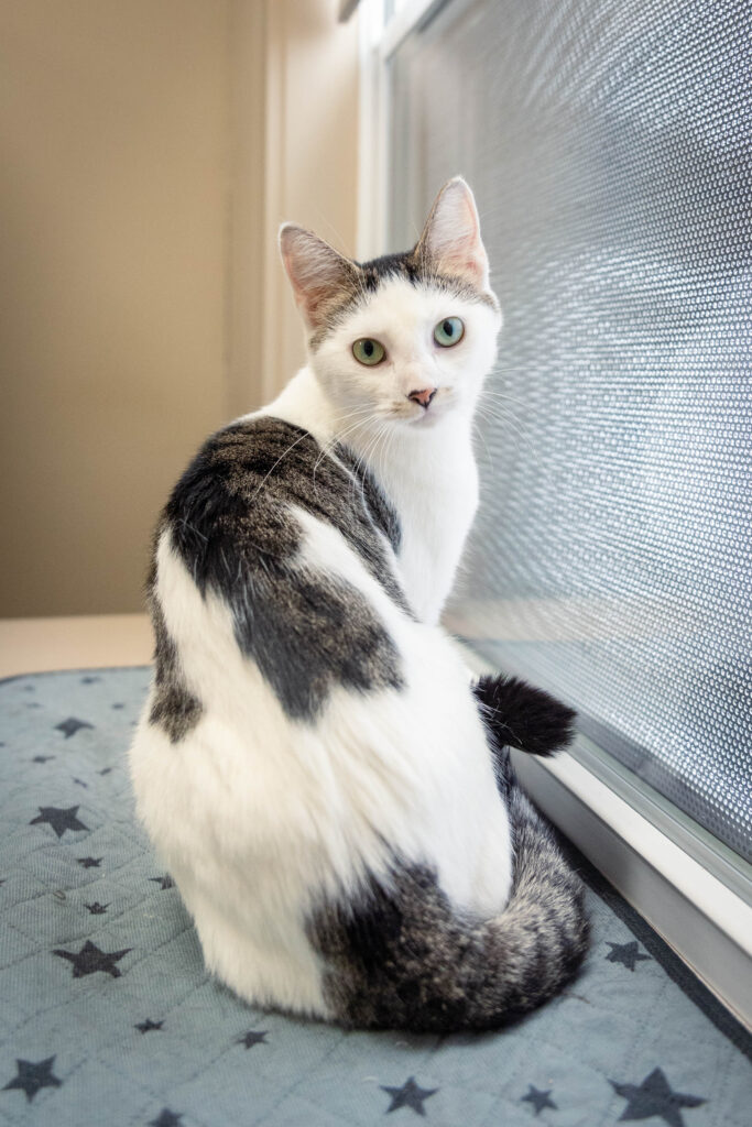 Current Animals Archive - Page 2 of 8 - Bide Awhile