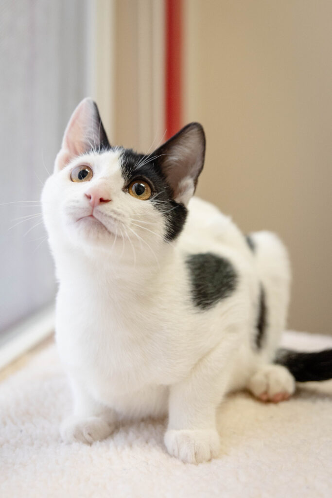 Current Animals Archive - Page 2 of 11 - Bide Awhile