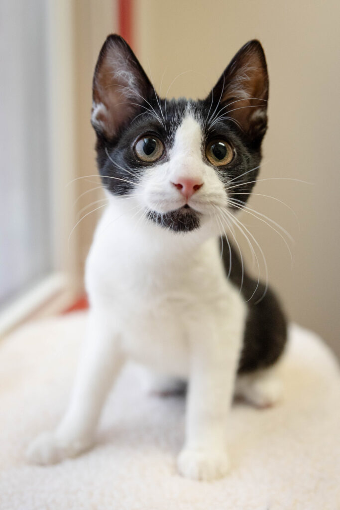 Current Animals Archive - Page 2 of 11 - Bide Awhile