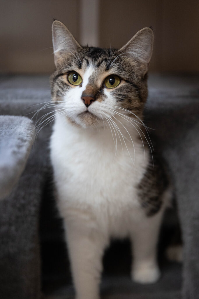 Current Animals Archive - Page 2 of 8 - Bide Awhile