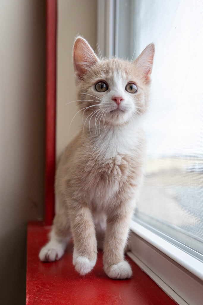 Current Animals Archive - Page 2 of 7 - Bide Awhile