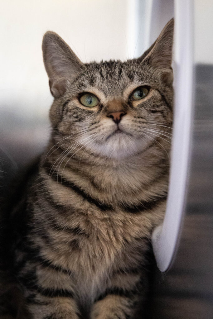 Current Animals Archive - Page 2 of 7 - Bide Awhile