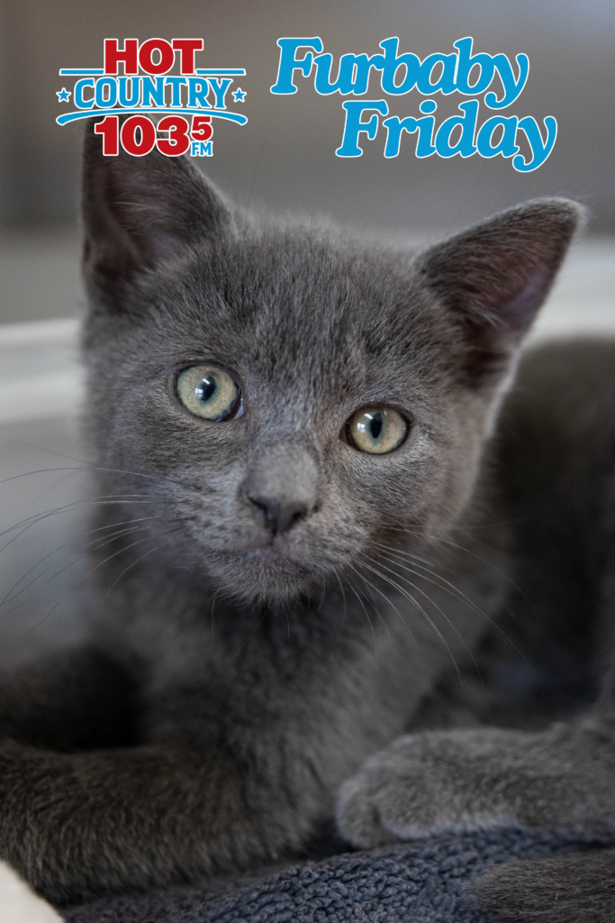 Current Animals Archive - Page 3 of 7 - Bide Awhile