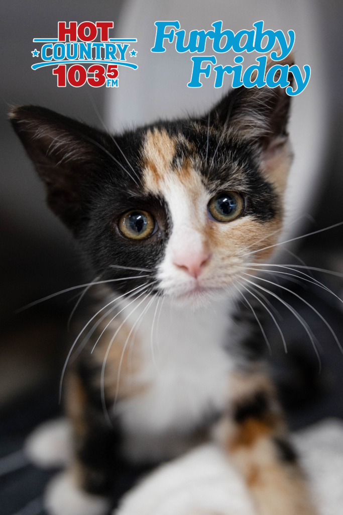 Current Animals Archive - Page 3 of 7 - Bide Awhile