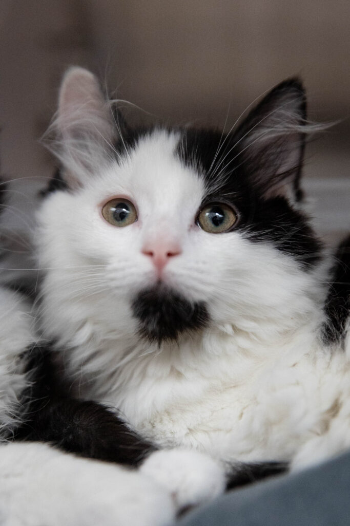 Current Animals Archive - Page 2 of 5 - Bide Awhile