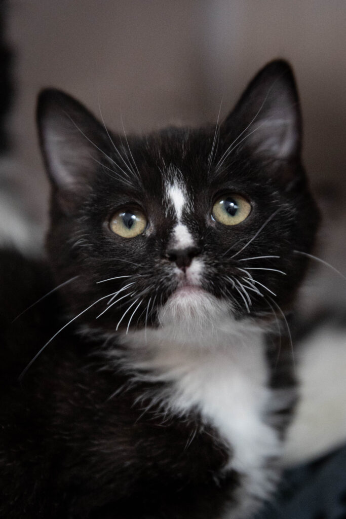 Current Animals Archive - Page 2 of 5 - Bide Awhile