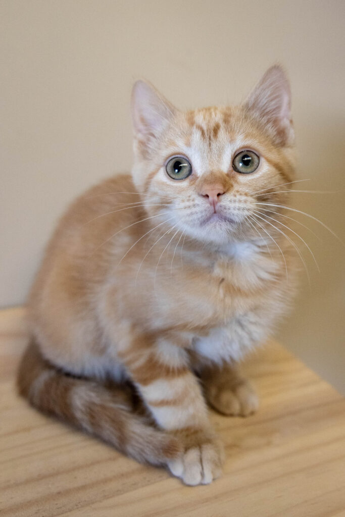 Current Animals Archive - Bide Awhile