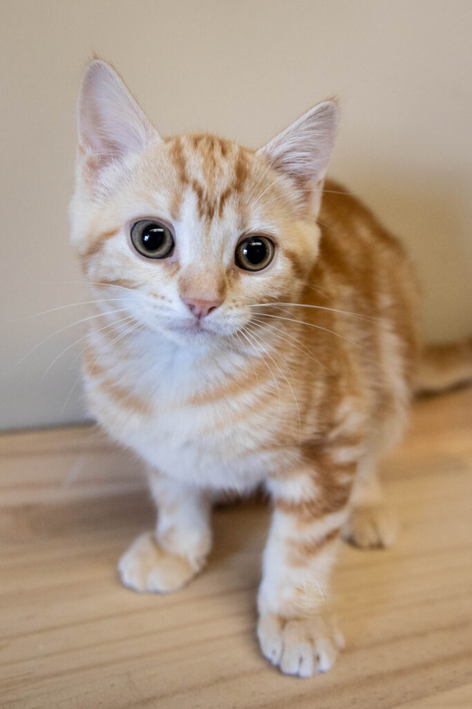 Current Animals Archive - Bide Awhile