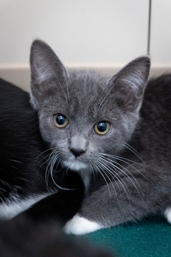 Current Animals Archive - Page 2 of 5 - Bide Awhile