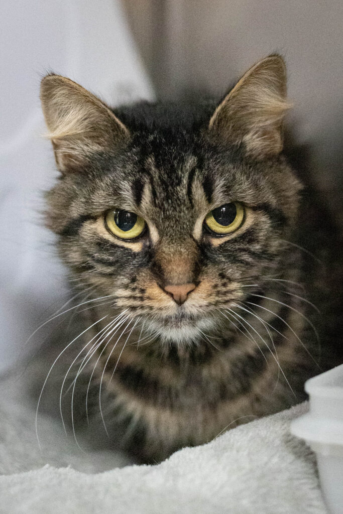 Current Animals Archive - Bide Awhile