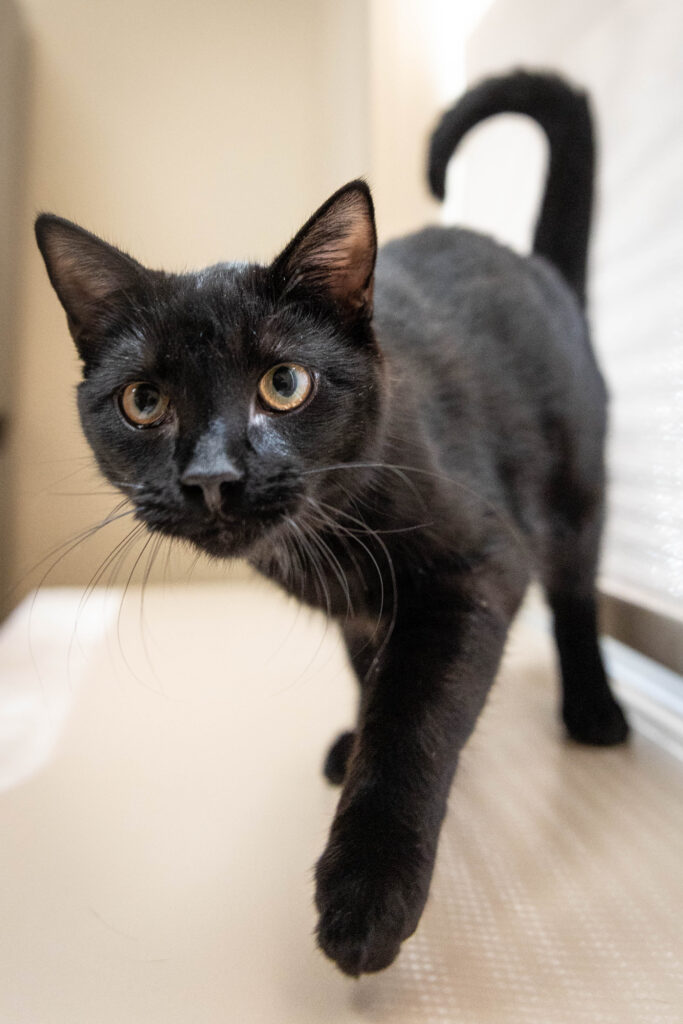 Current Animals Archive - Page 3 of 5 - Bide Awhile