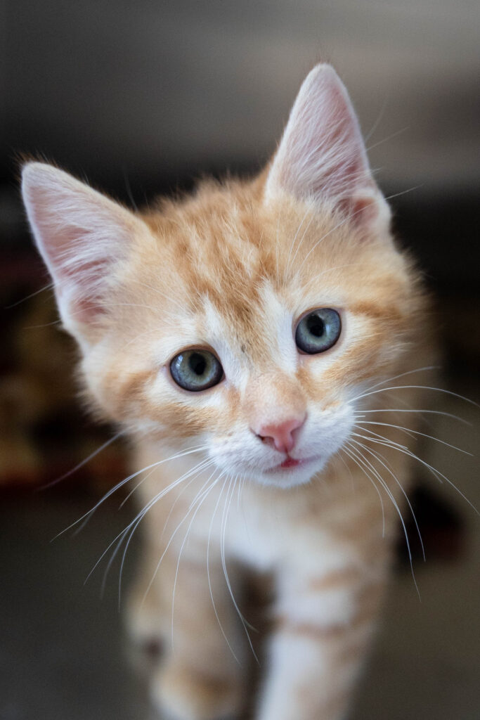 Current Animals Archive - Page 2 of 5 - Bide Awhile