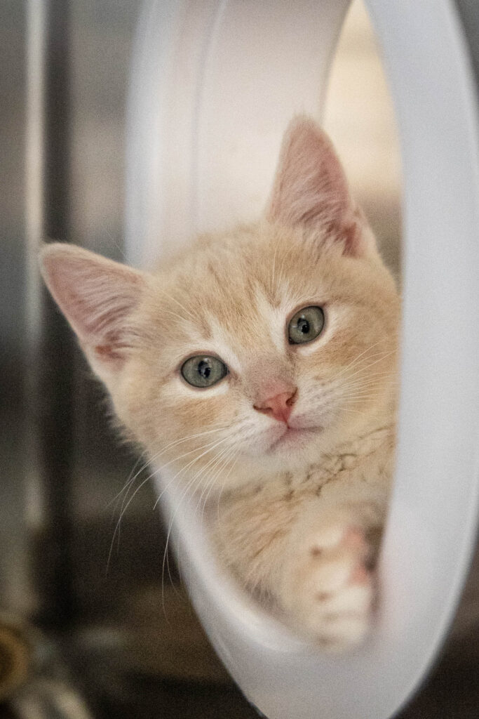 Current Animals Archive - Page 2 of 5 - Bide Awhile