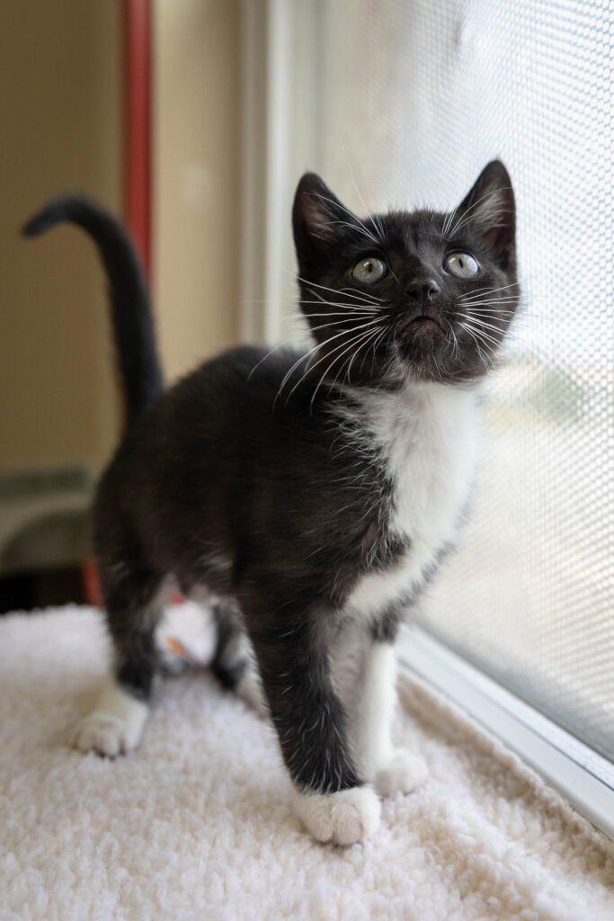 Current Animals Archive - Page 2 of 5 - Bide Awhile