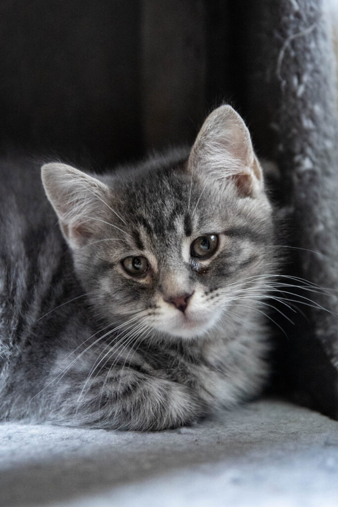 Current Animals Archive - Bide Awhile