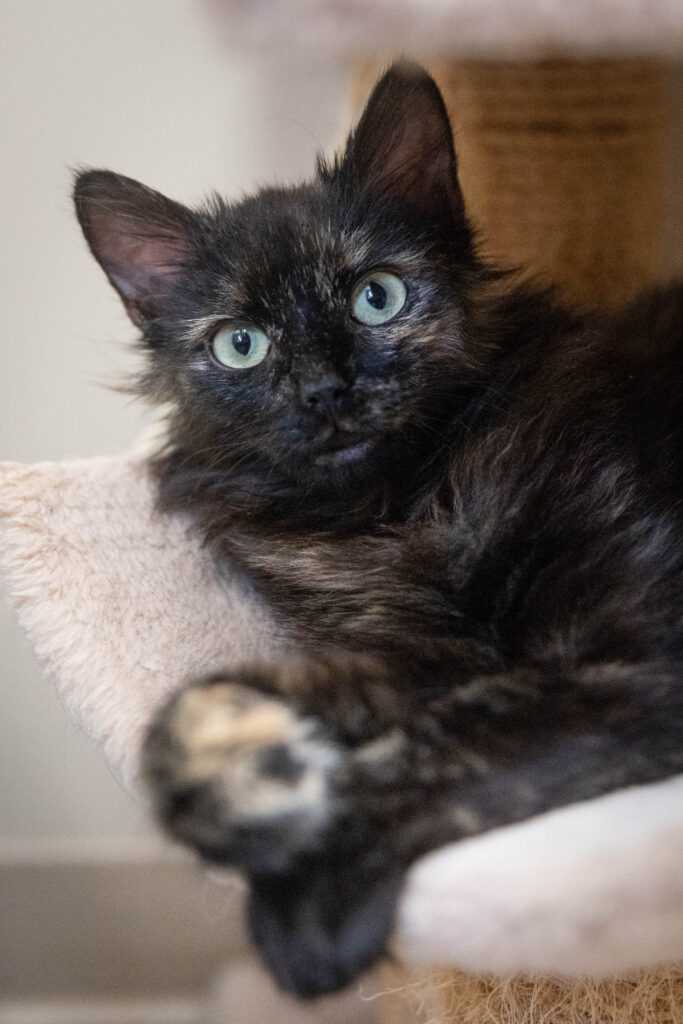 Current Animals Archive - Bide Awhile