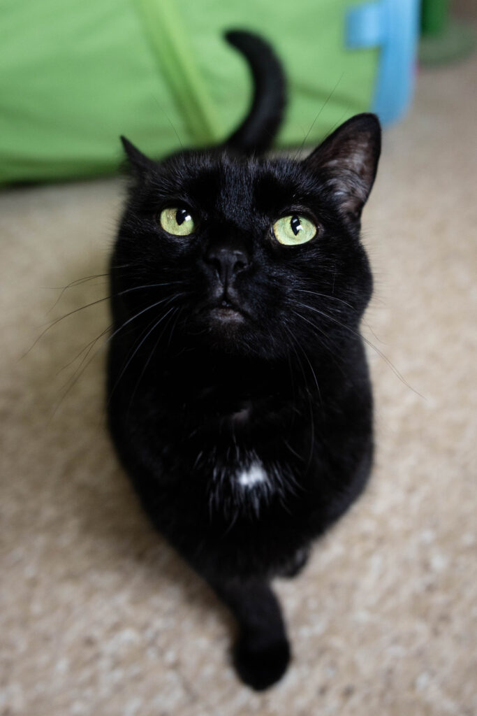 Current Animals Archive - Bide Awhile