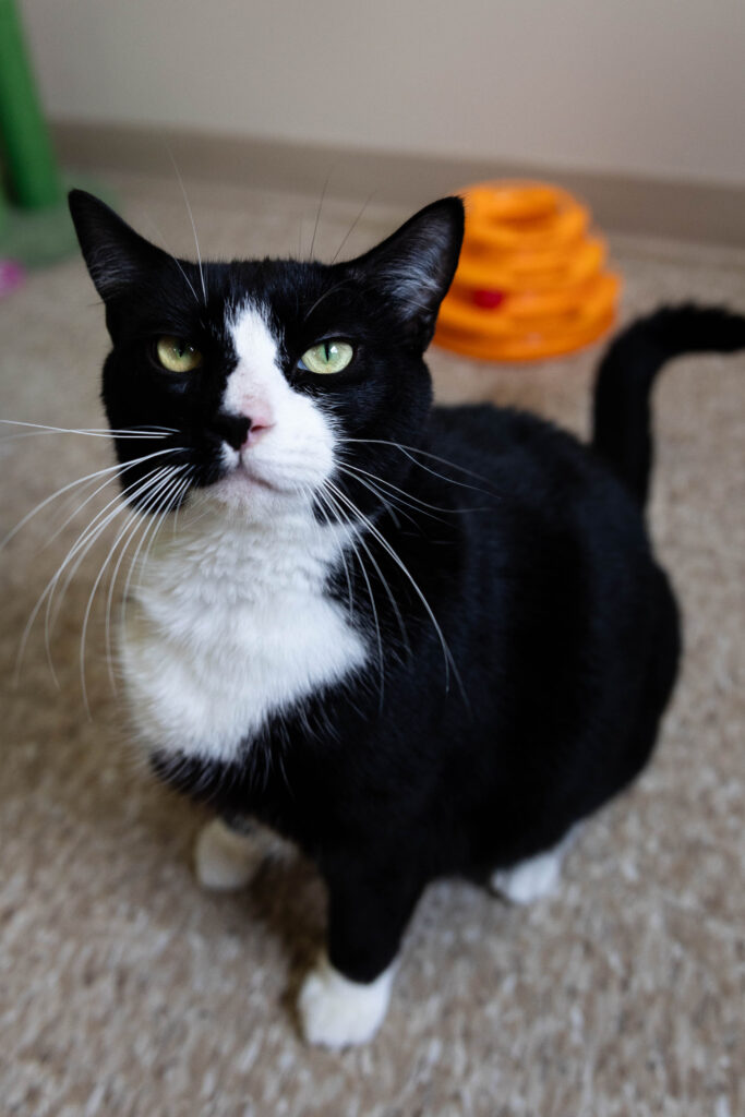 Current Animals Archive - Bide Awhile