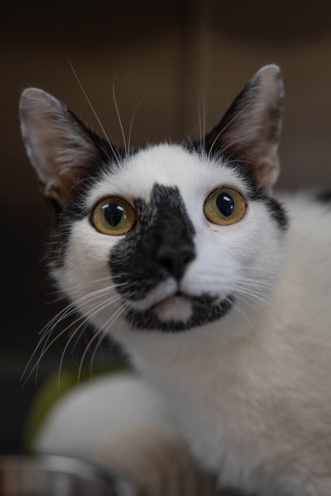 Current Animals Archive - Bide Awhile