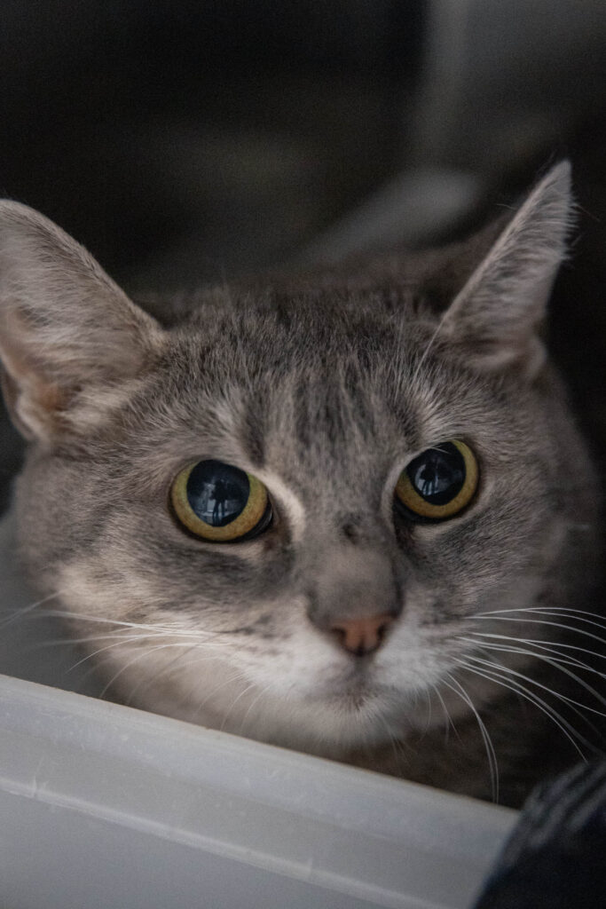 Current Animals Archive - Bide Awhile