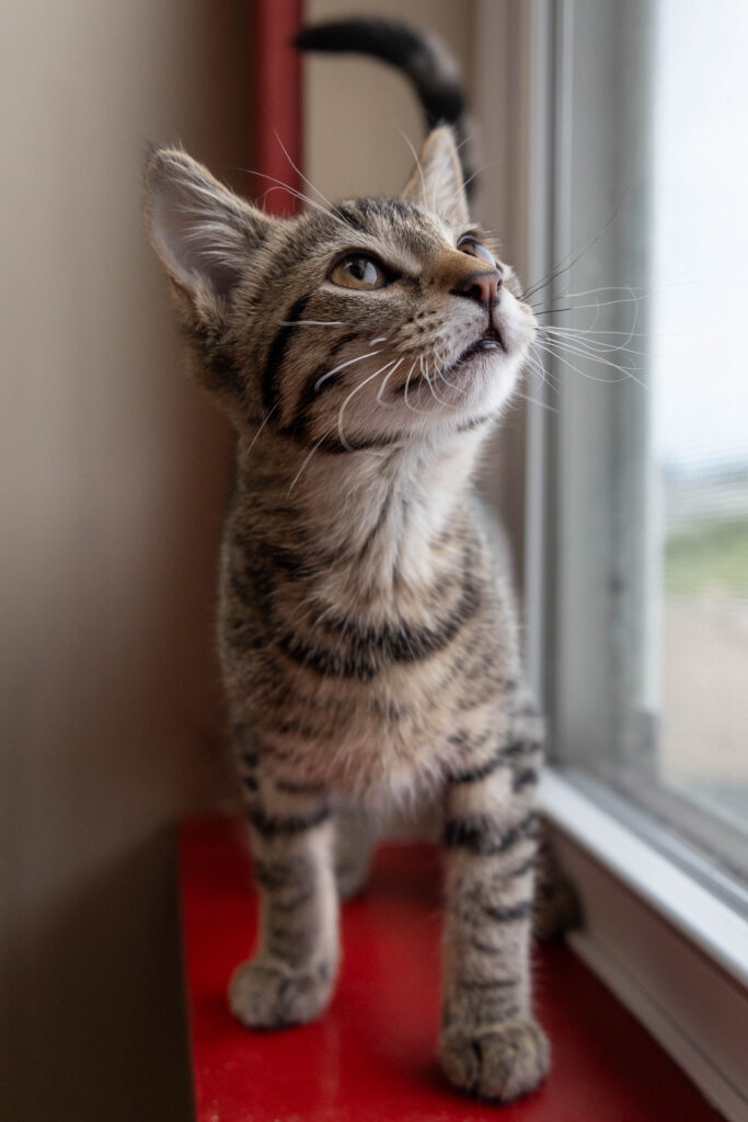 Current Animals Archive - Bide Awhile