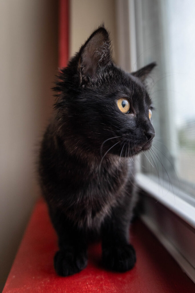 Current Animals Archive - Bide Awhile