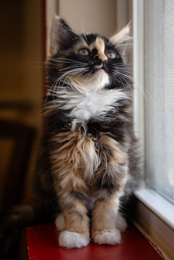 Current Animals Archive - Bide Awhile