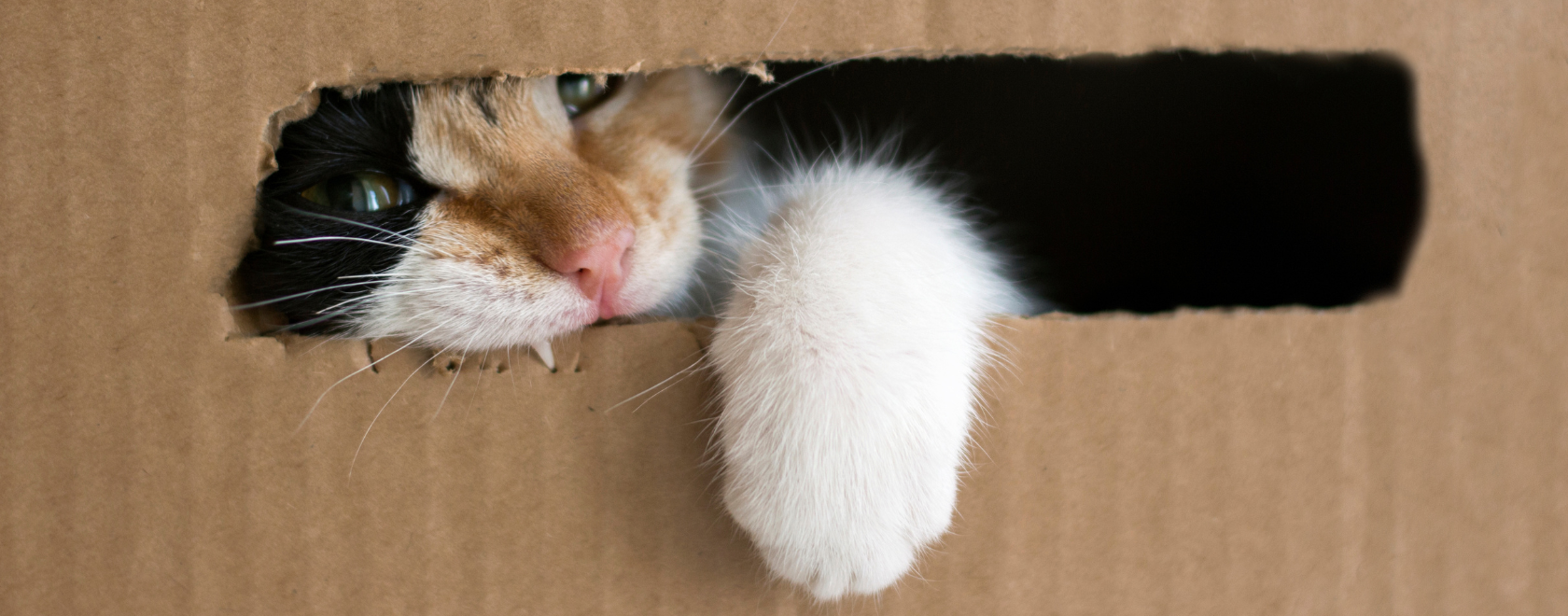 Enrichment Activities | Fun for Pets - Bide Awhile