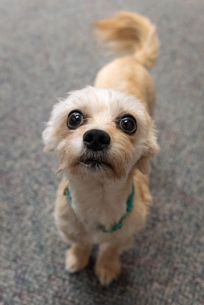 Current Animals Archive - Page 2 of 6 - Bide Awhile