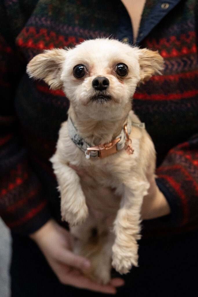 Current Animals Archive - Bide Awhile