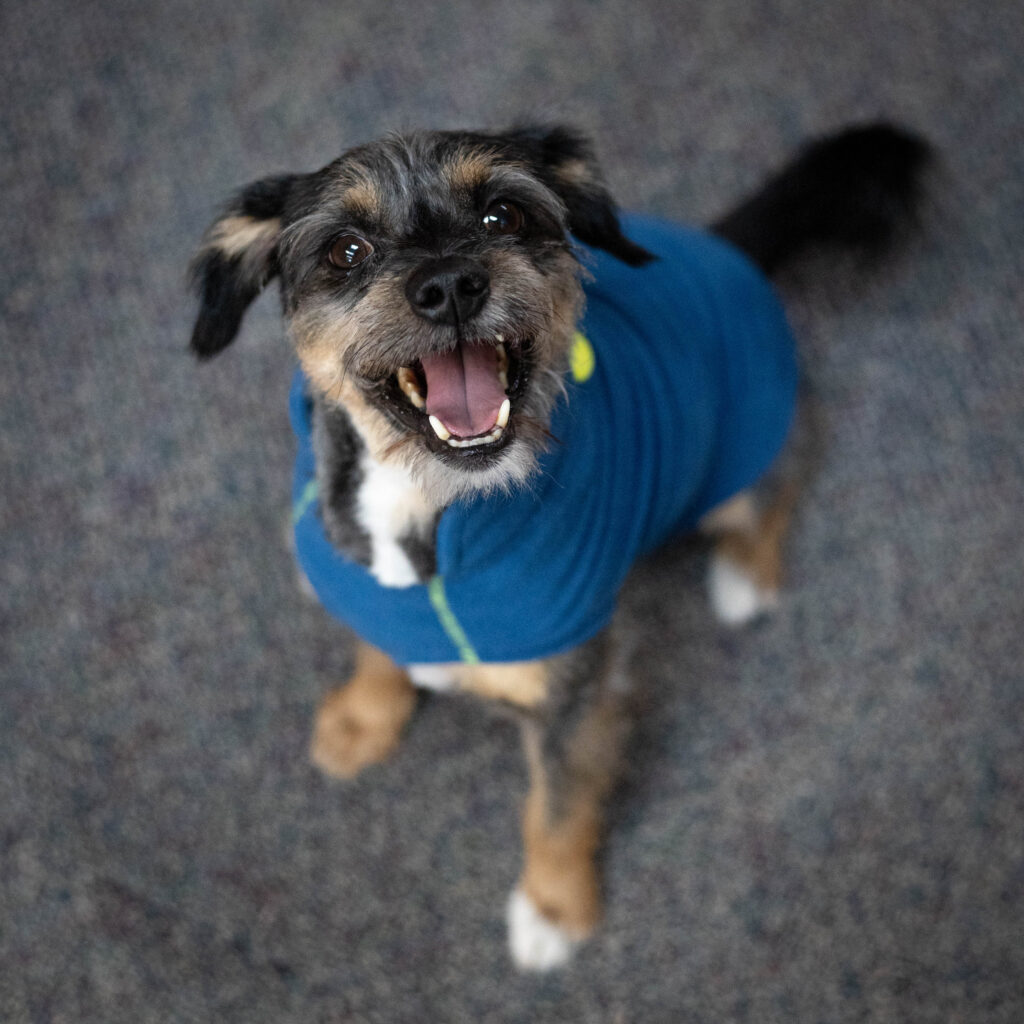 Current Animals Archive - Bide Awhile