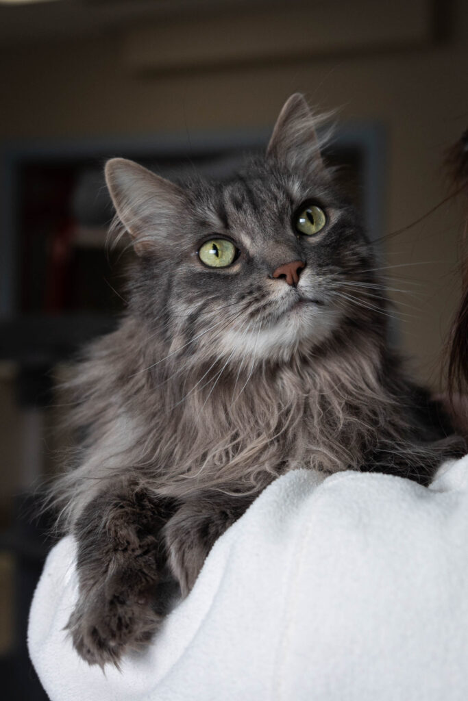 Current Animals Archive - Page 2 of 2 - Bide Awhile