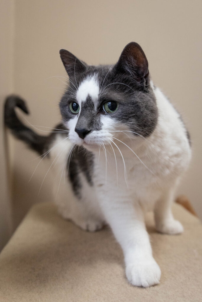 Current Animals Archive - Bide Awhile