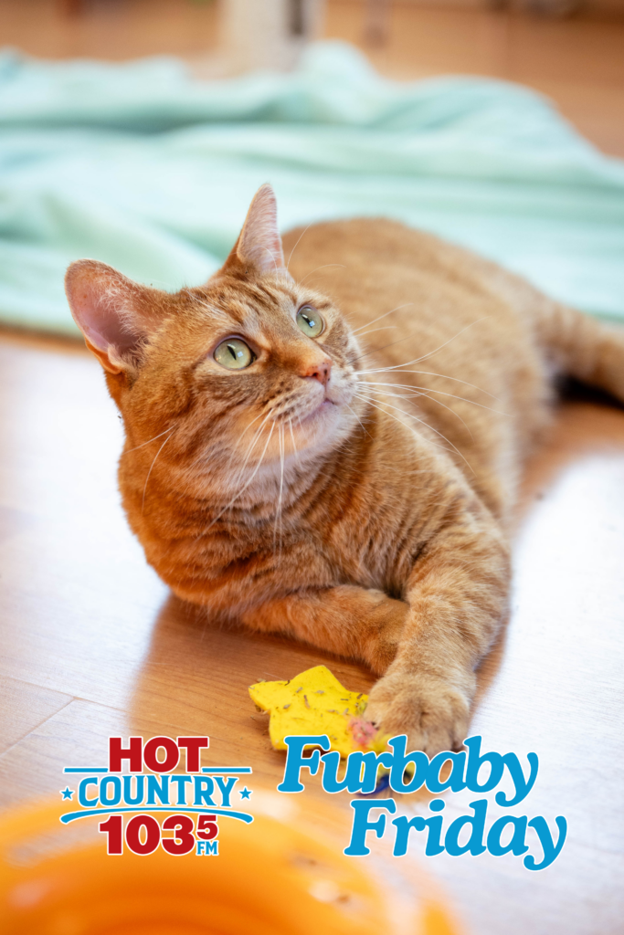 Current Animals Archive - Bide Awhile