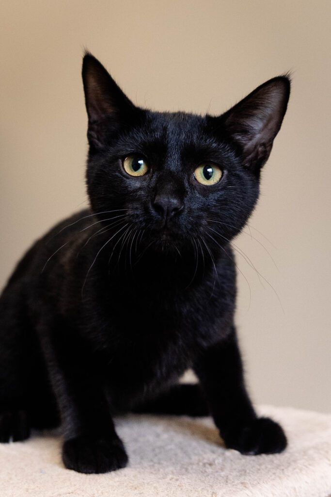 Current Animals Archive - Bide Awhile