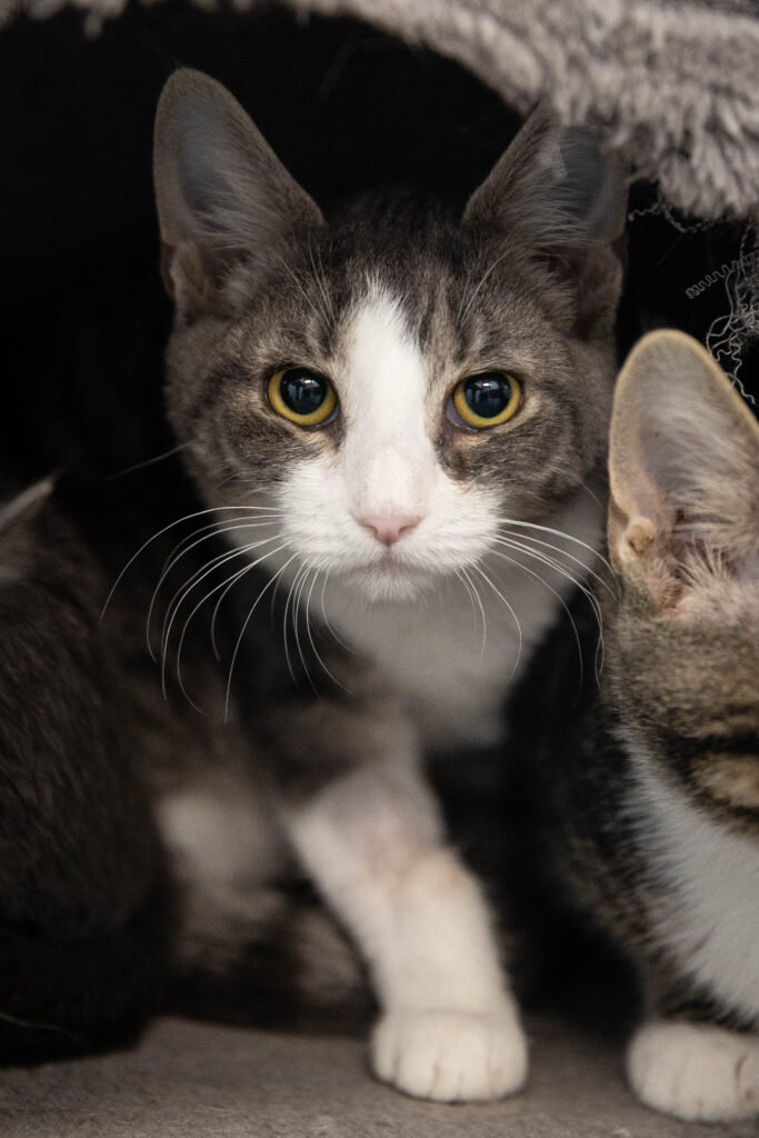 Current Animals Archive - Bide Awhile