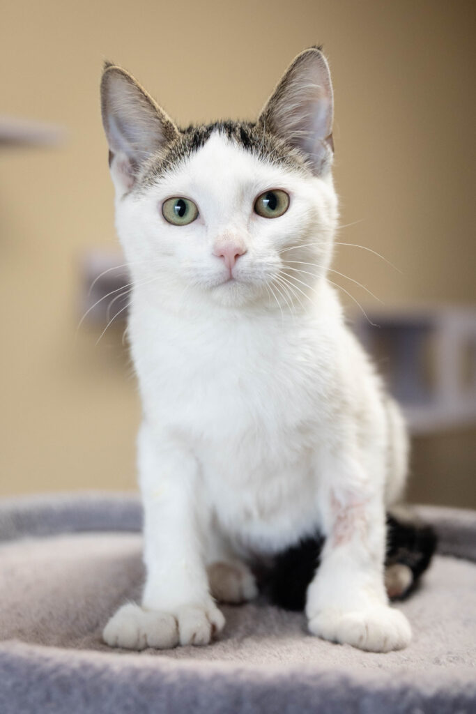 Current Animals Archive - Bide Awhile