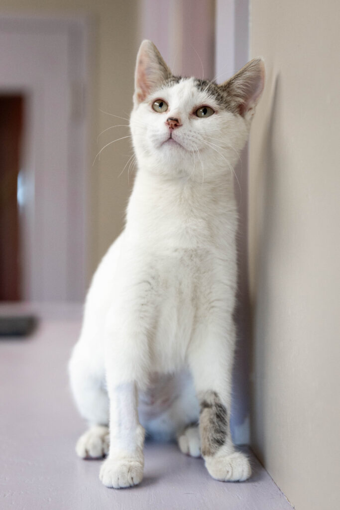 Current Animals Archive - Bide Awhile