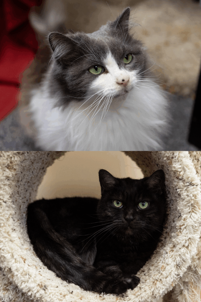 Boddington & Stella - Bide Awhile