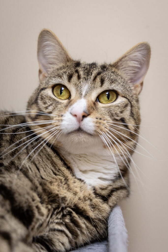 Nutmeg - Bide Awhile